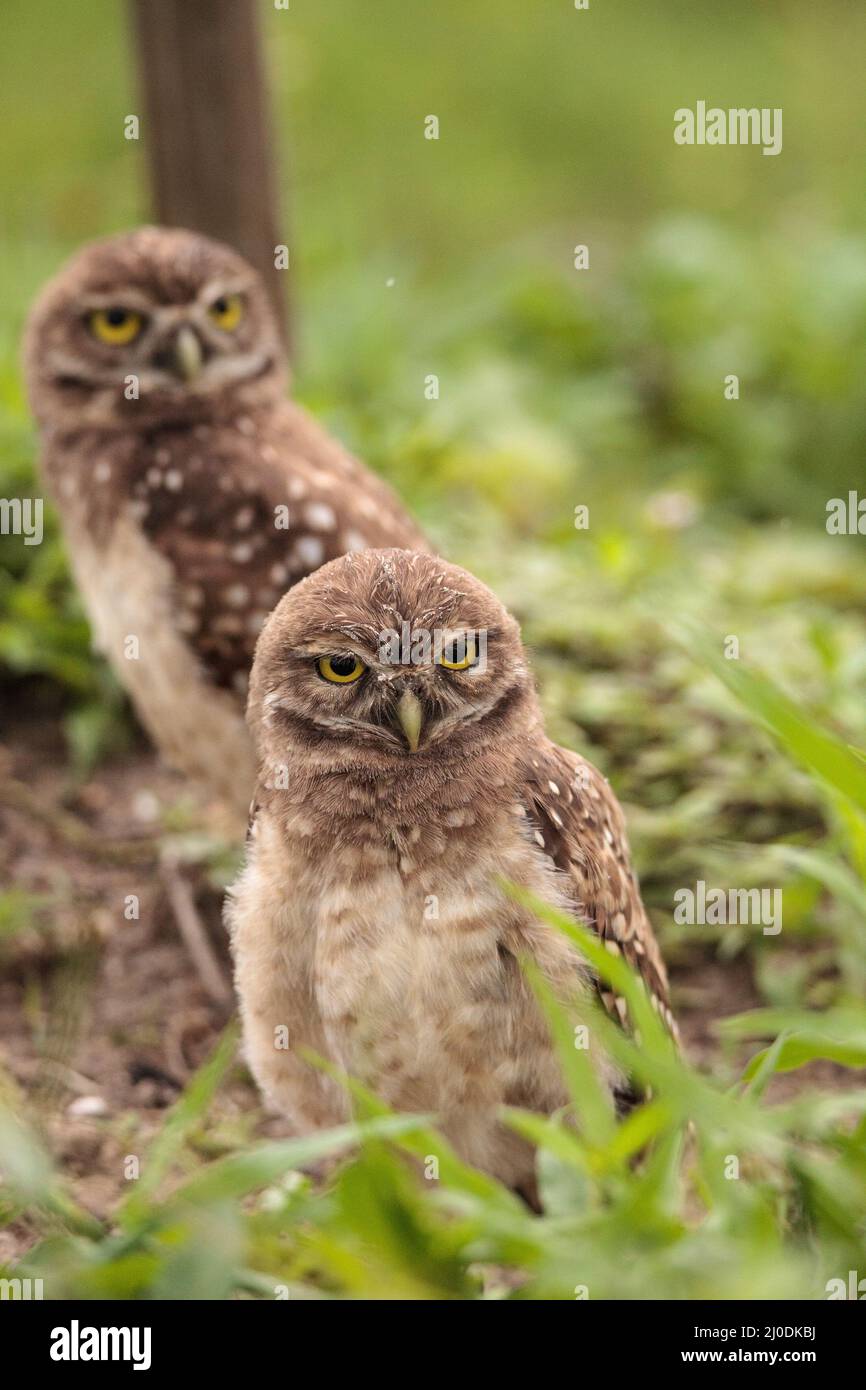 Family with Baby Burrowing owls Athene cunicularia perched outside a ...