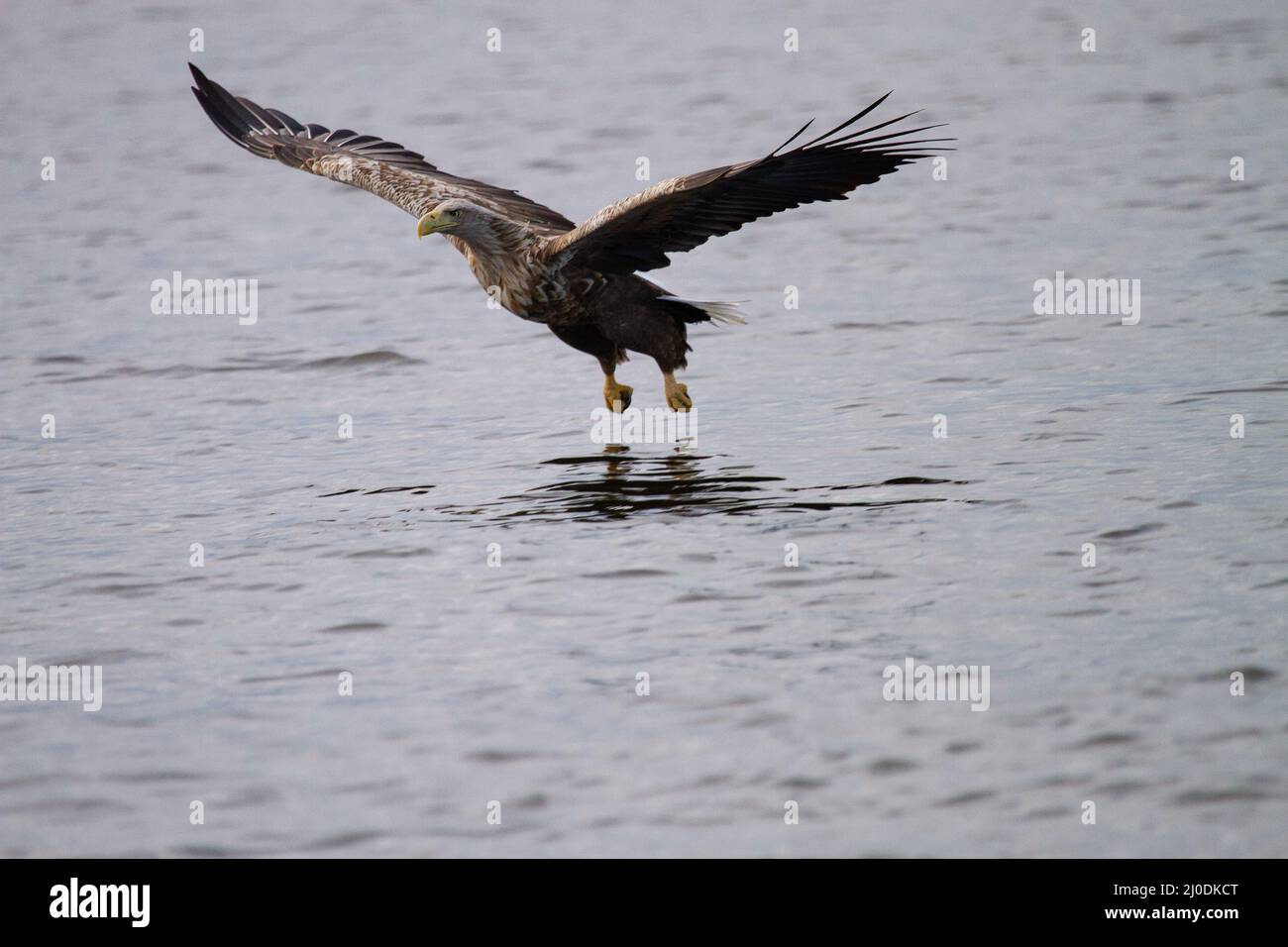 White - tailed eagle in flight Stock Photo - Alamy