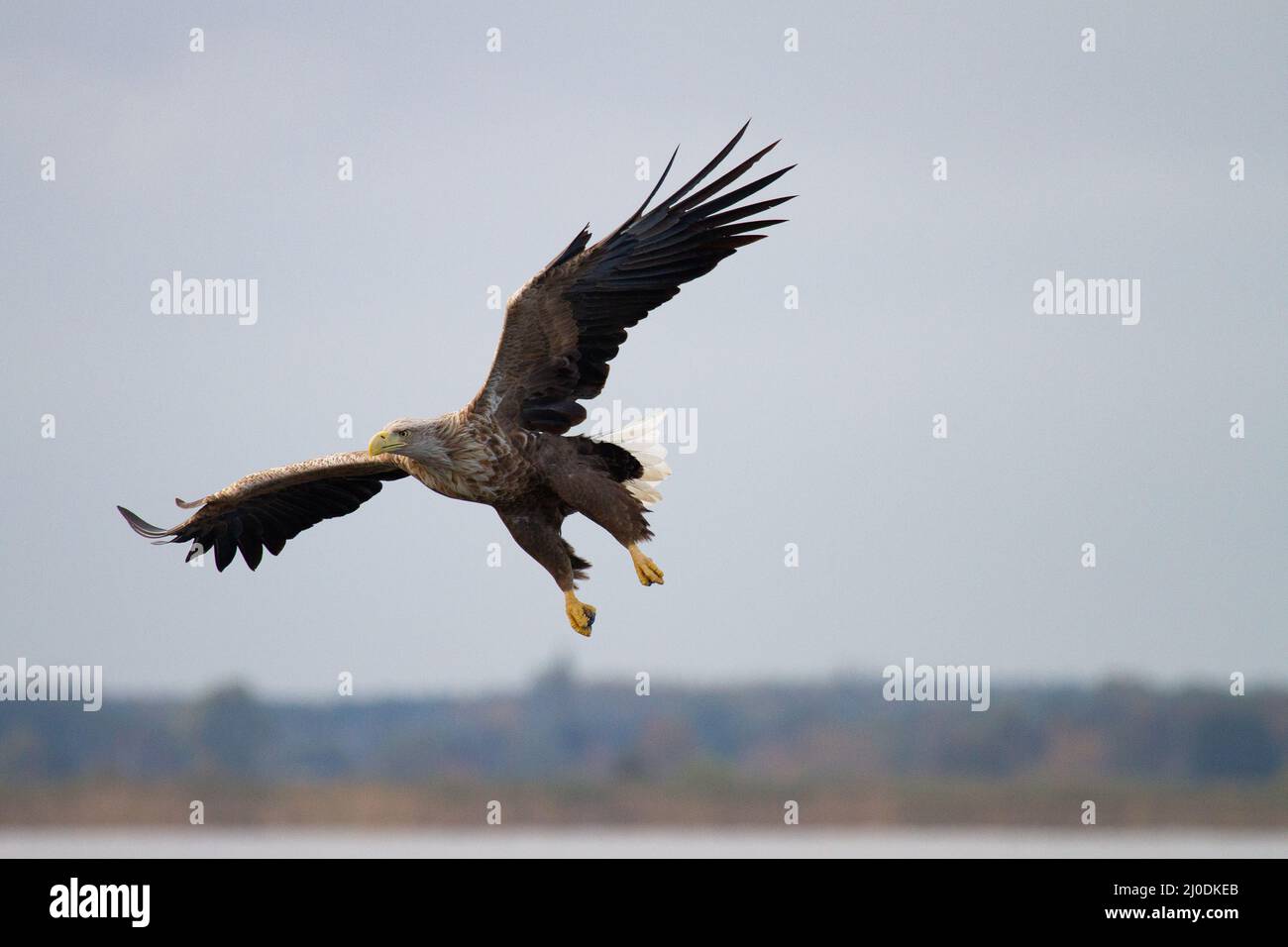 White - tailed eagle in flight Stock Photo - Alamy