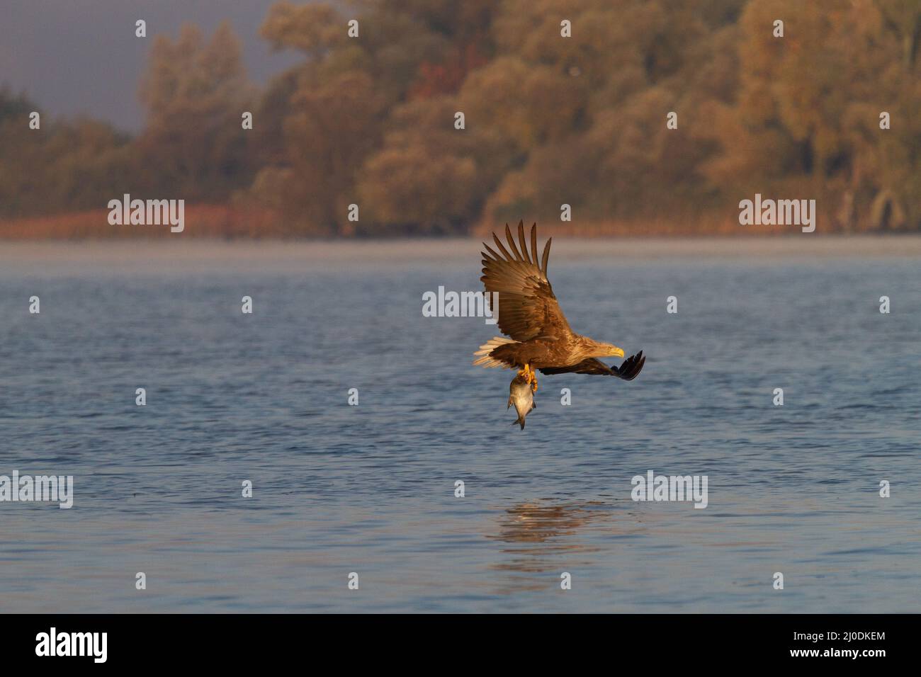 White - tailed eagle in flight Stock Photo - Alamy