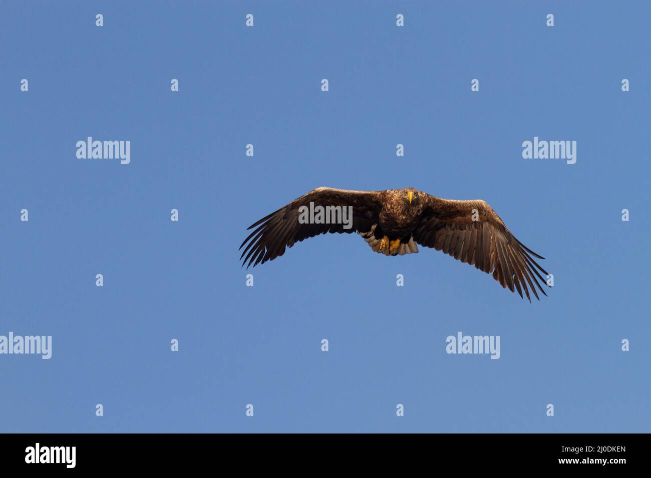 White - tailed eagle in flight Stock Photo - Alamy