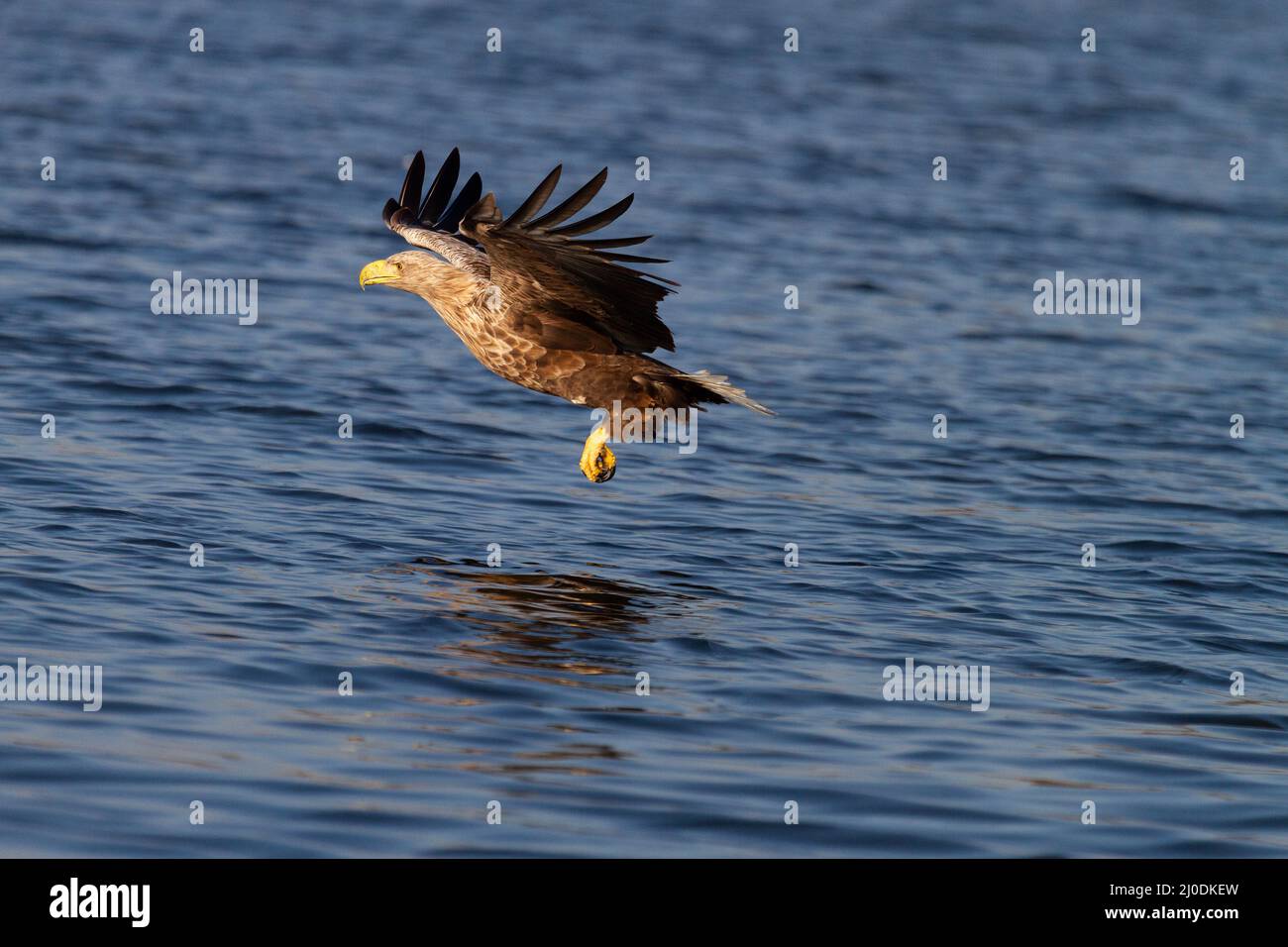White - tailed eagle in flight Stock Photo - Alamy