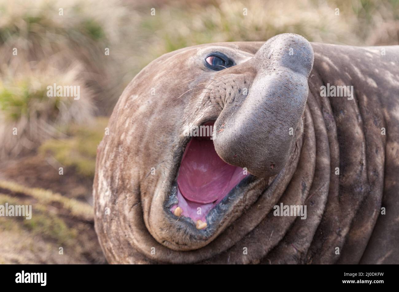 Ugly Elephant Walrus