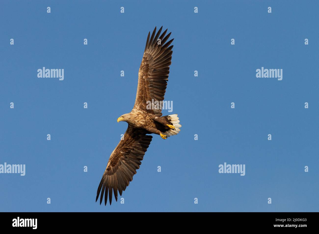 White - tailed eagle in flight Stock Photo - Alamy