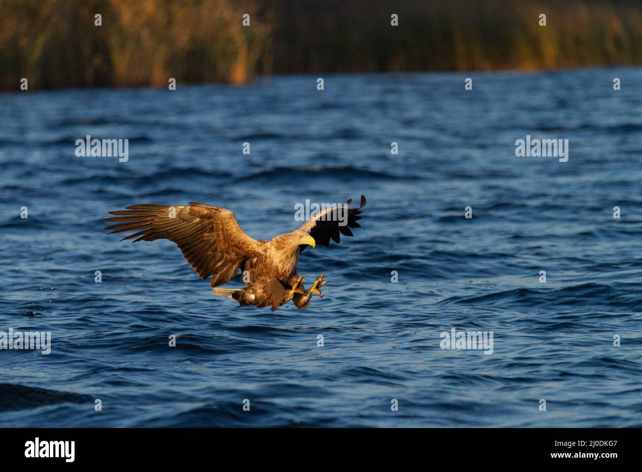 White - tailed eagle in flight Stock Photo - Alamy