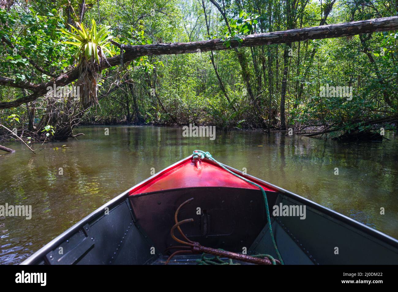 Canoe crossing a mangrove canal under trees Stock Photo - Alamy