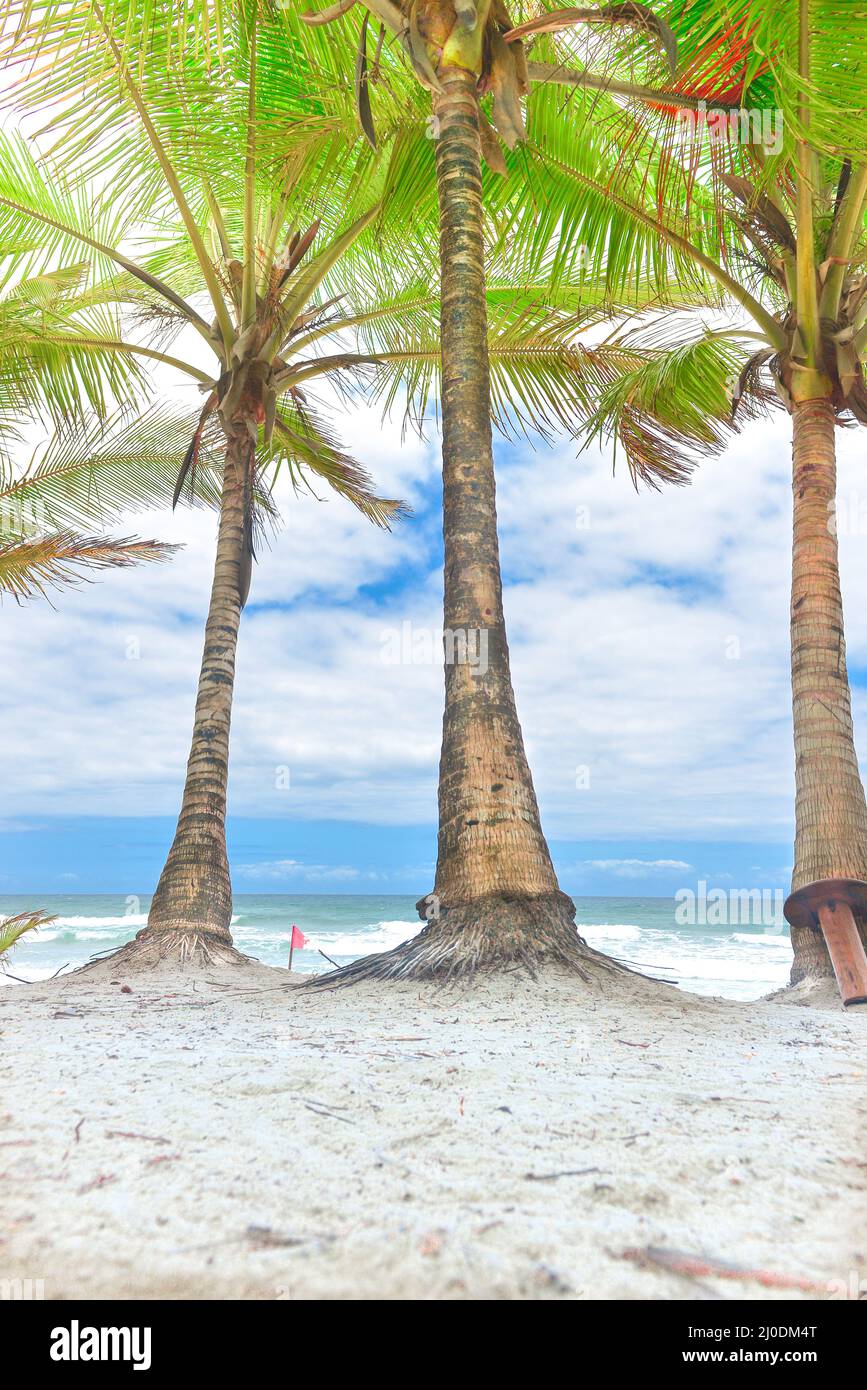 Coconut tree trunks on the beach day Stock Photo - Alamy