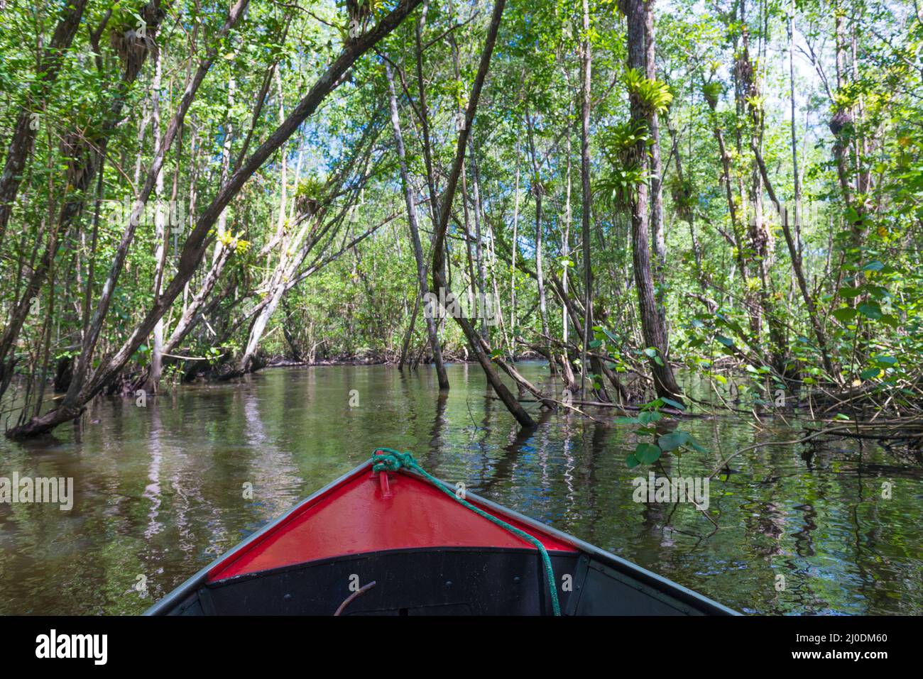 Canoe trees hi-res stock photography and images - Alamy