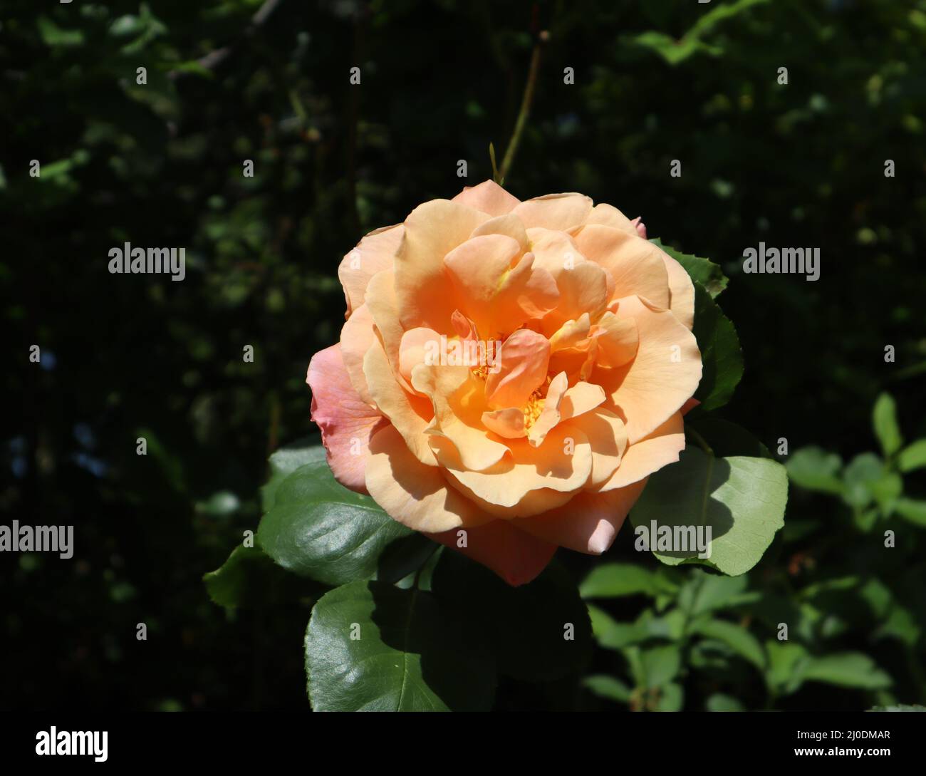 Close up of pale peach colored rose Rosa of family Rosaceae in an ...