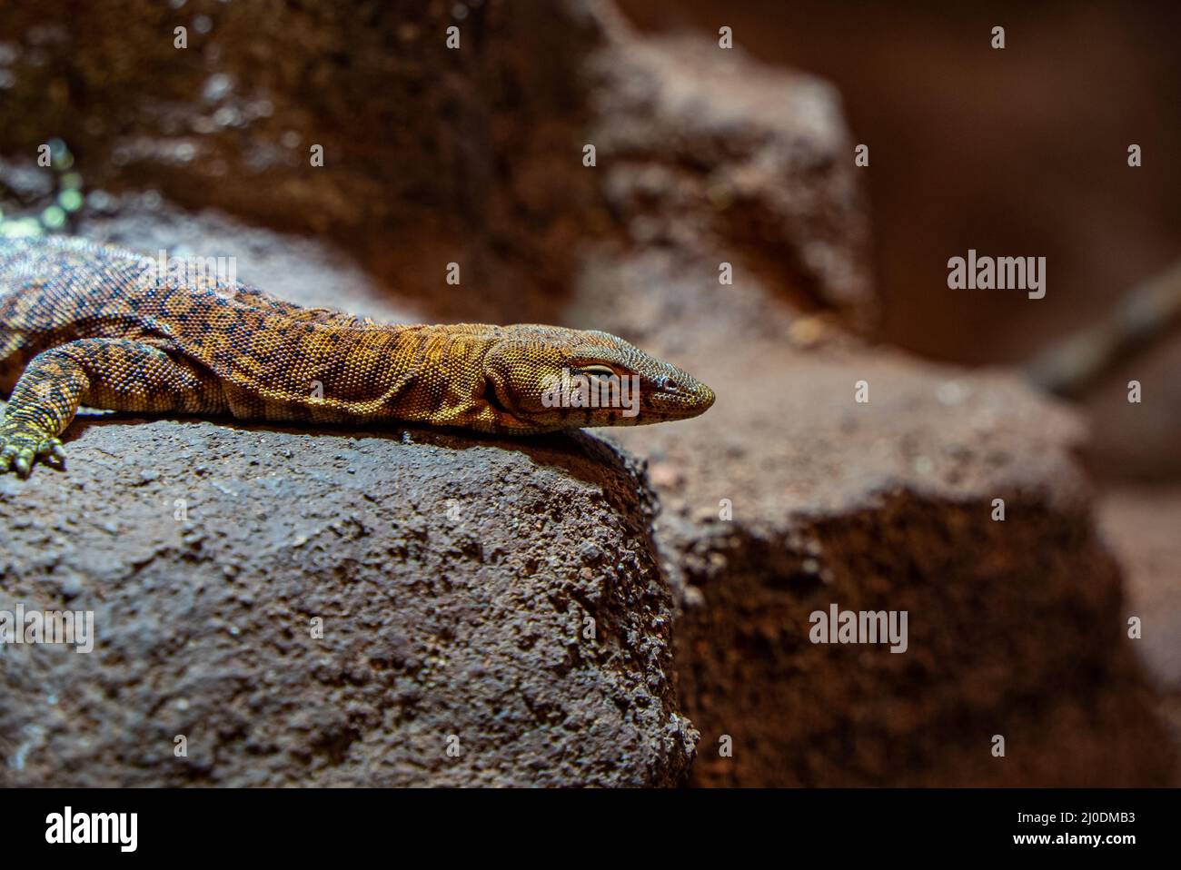 Pilbara rock monitor on a rock at Zoo Zurich in Switzerland Stock Photo ...