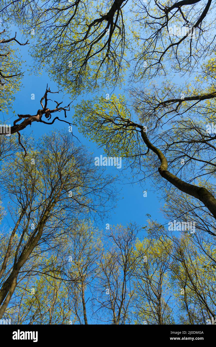 Deciduous tree tops of spring forest upward view against sky, treetops ...