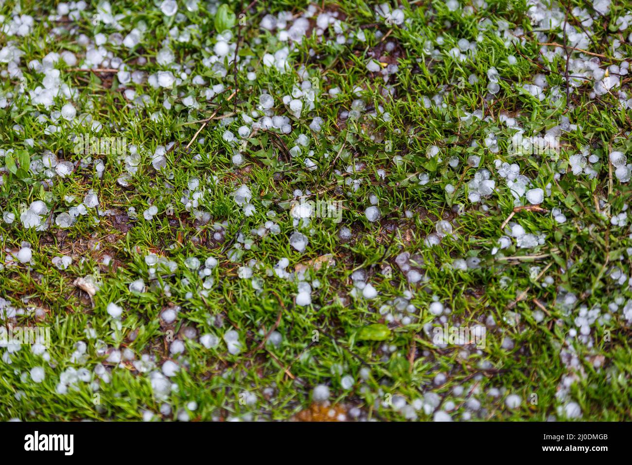 White ice hail on the green grass after summer storm Stock Photo - Alamy