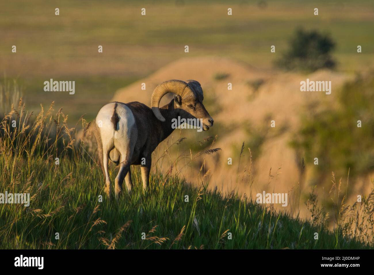 Bighorn Sheep ram standing on a hill in Badlands National Park, South ...