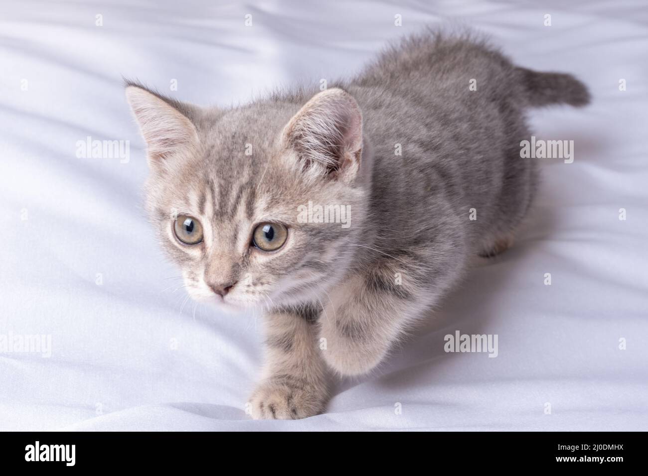 Playful kitten playing on the sofa. Fluffy pet is gazing curiously ...
