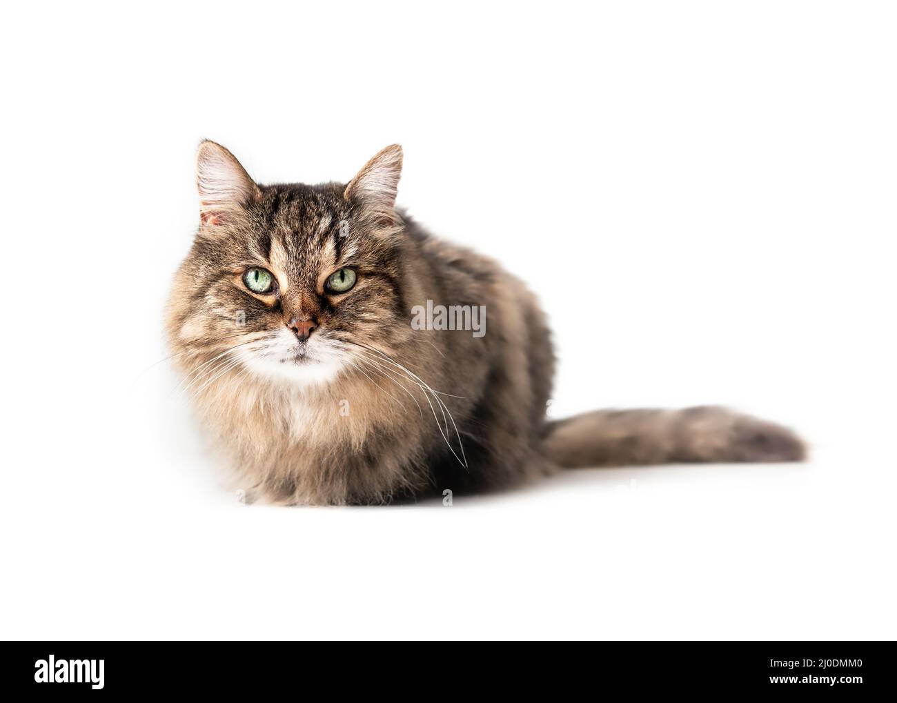 Tabby cat expression Cut Out Stock Images & Pictures - Alamy