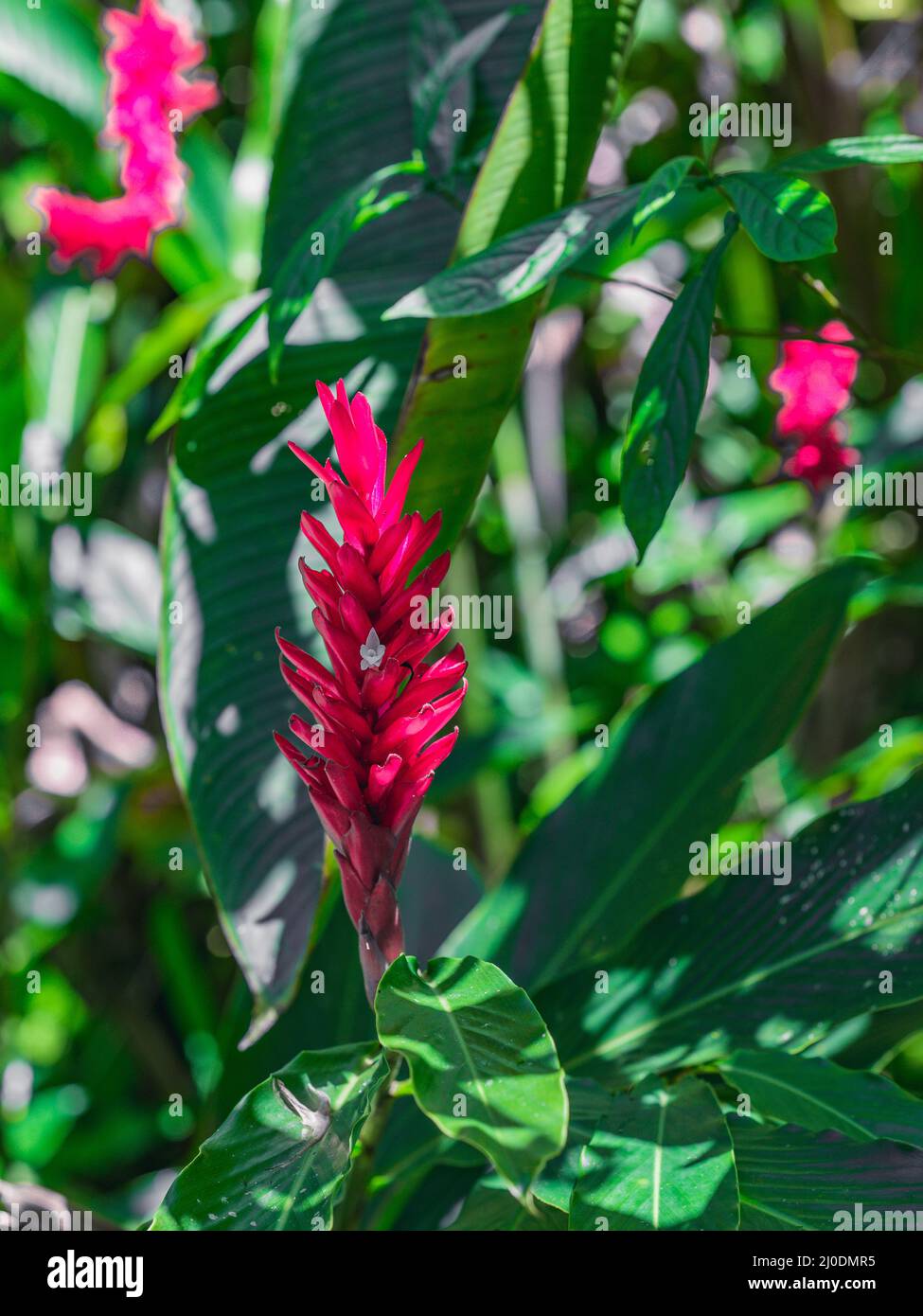 The photo of the flower was taken in the jungle of the Caribbean island ...