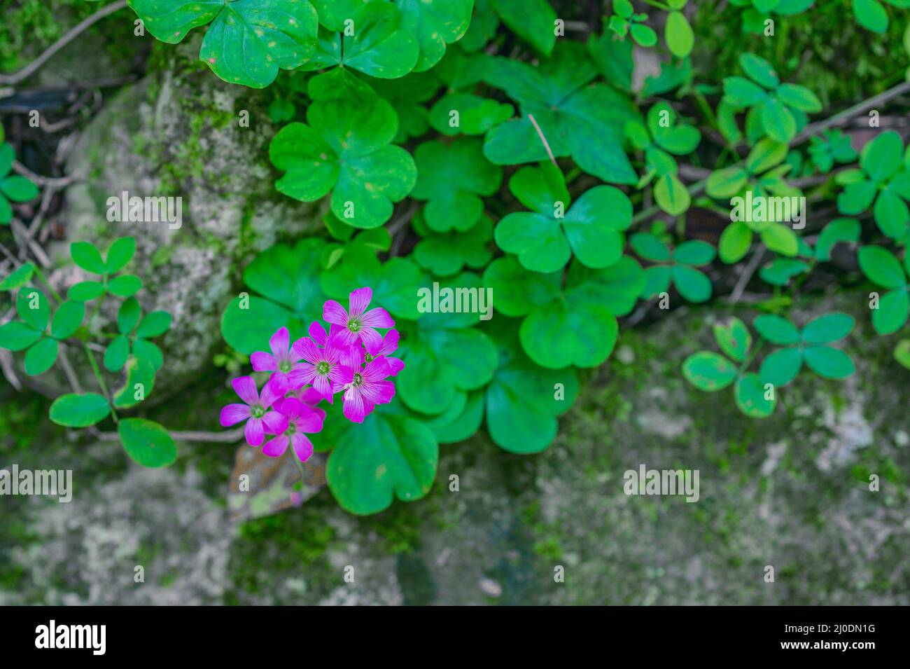 The photo shows lilac flowers, hollow inside without a pistil and ...