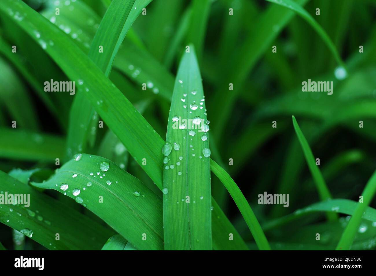 Dew pictures hi-res stock photography and images - Alamy