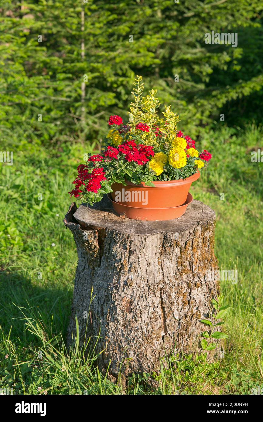Pot of flowers on a stump Stock Photo - Alamy