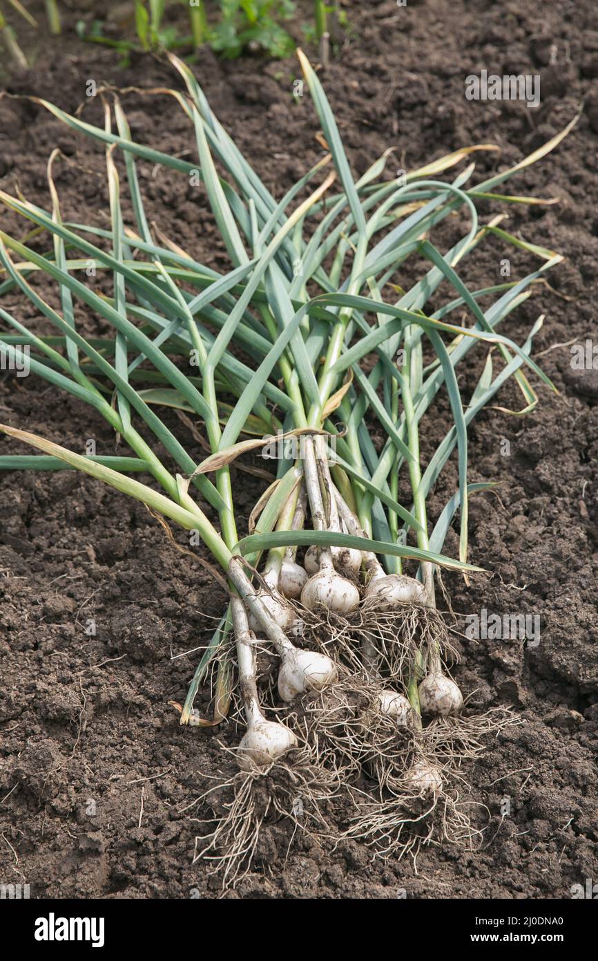 Freshly Picked Garlic Bulbs on a Soil Stock Photo - Alamy