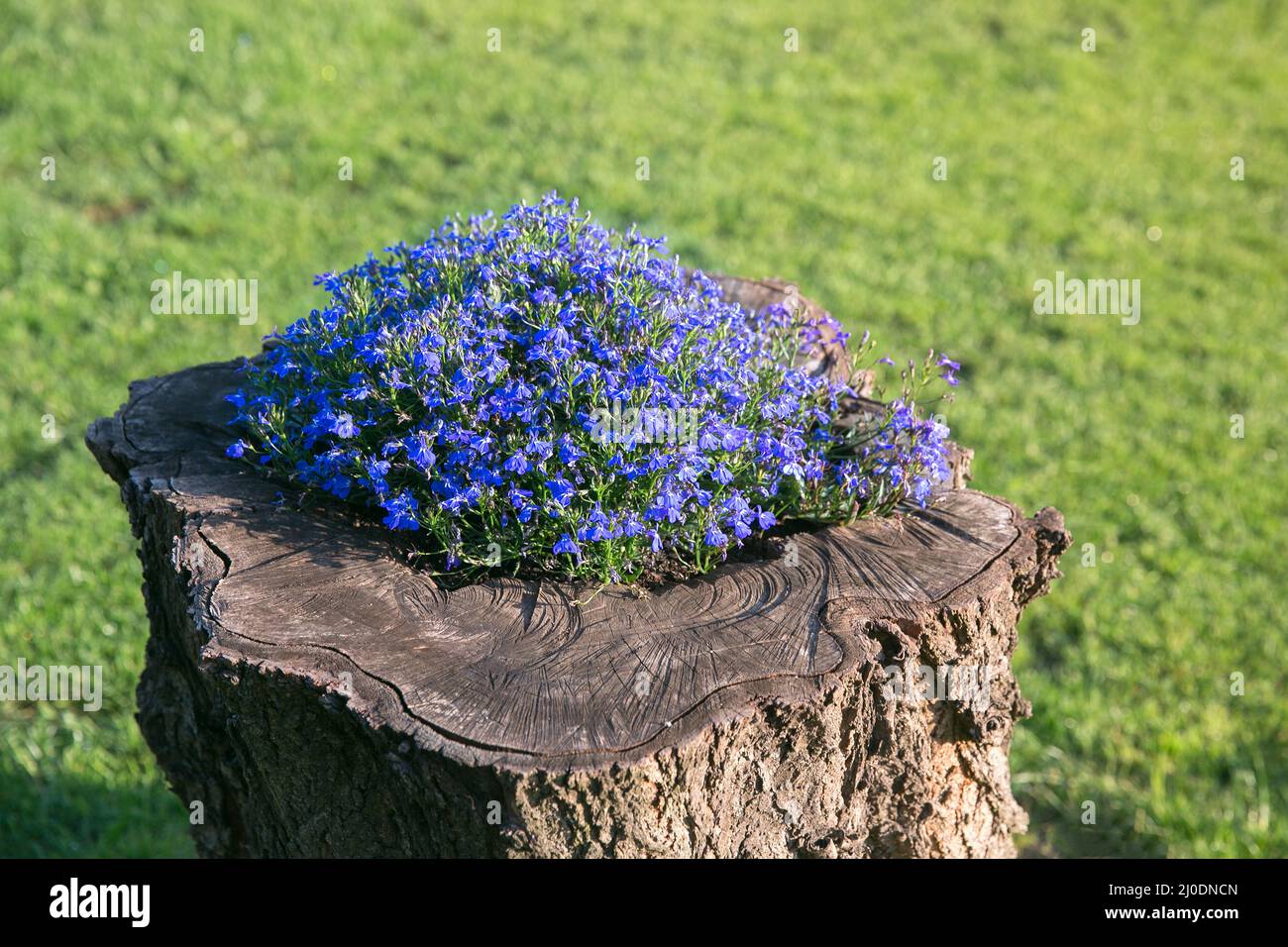 Lobelia on a tree stump Stock Photo - Alamy