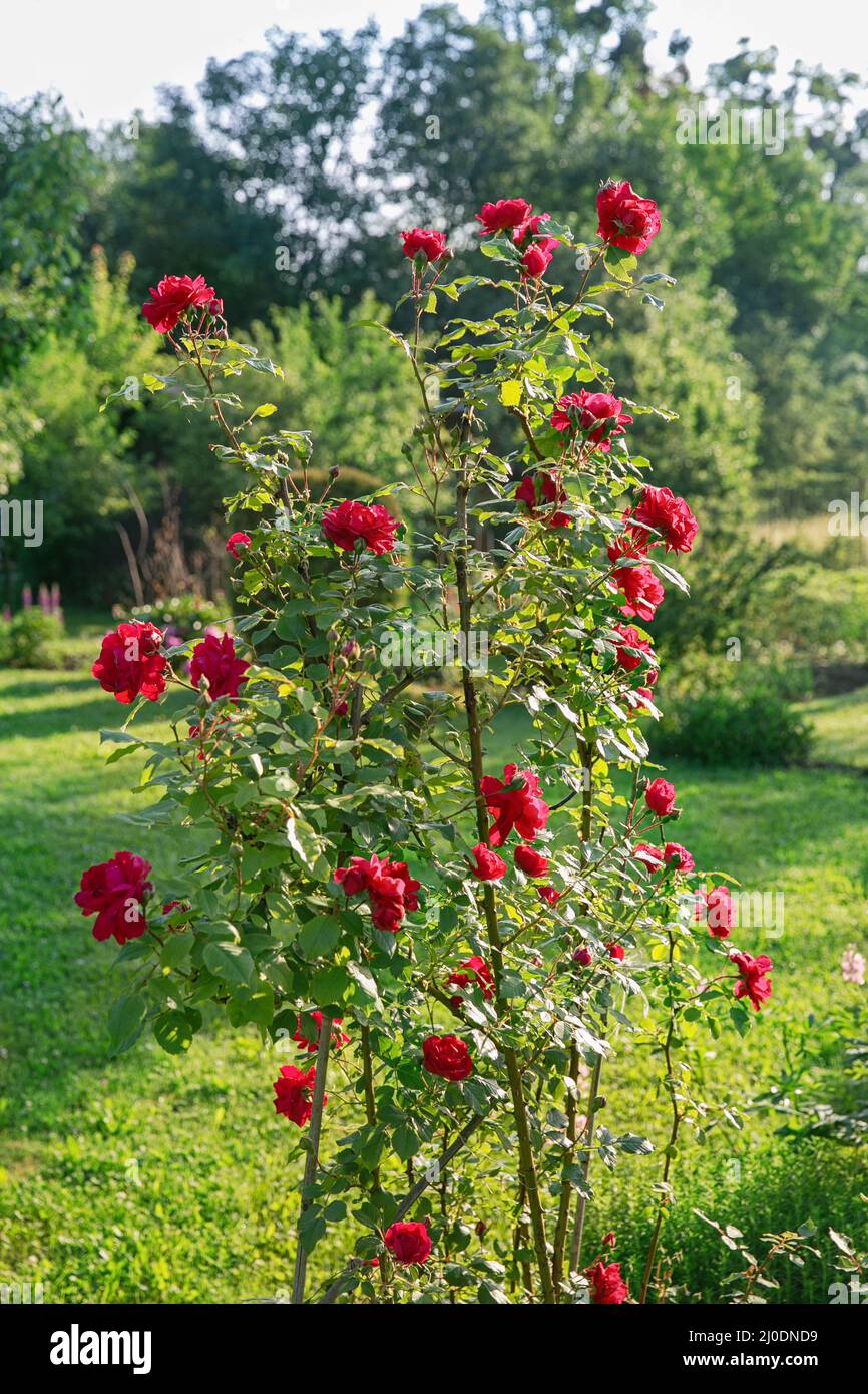 Roses arbor garden trellis hi-res stock photography and images - Alamy