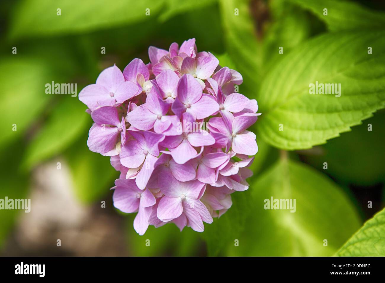 Oleander der provence hi-res stock photography and images - Alamy