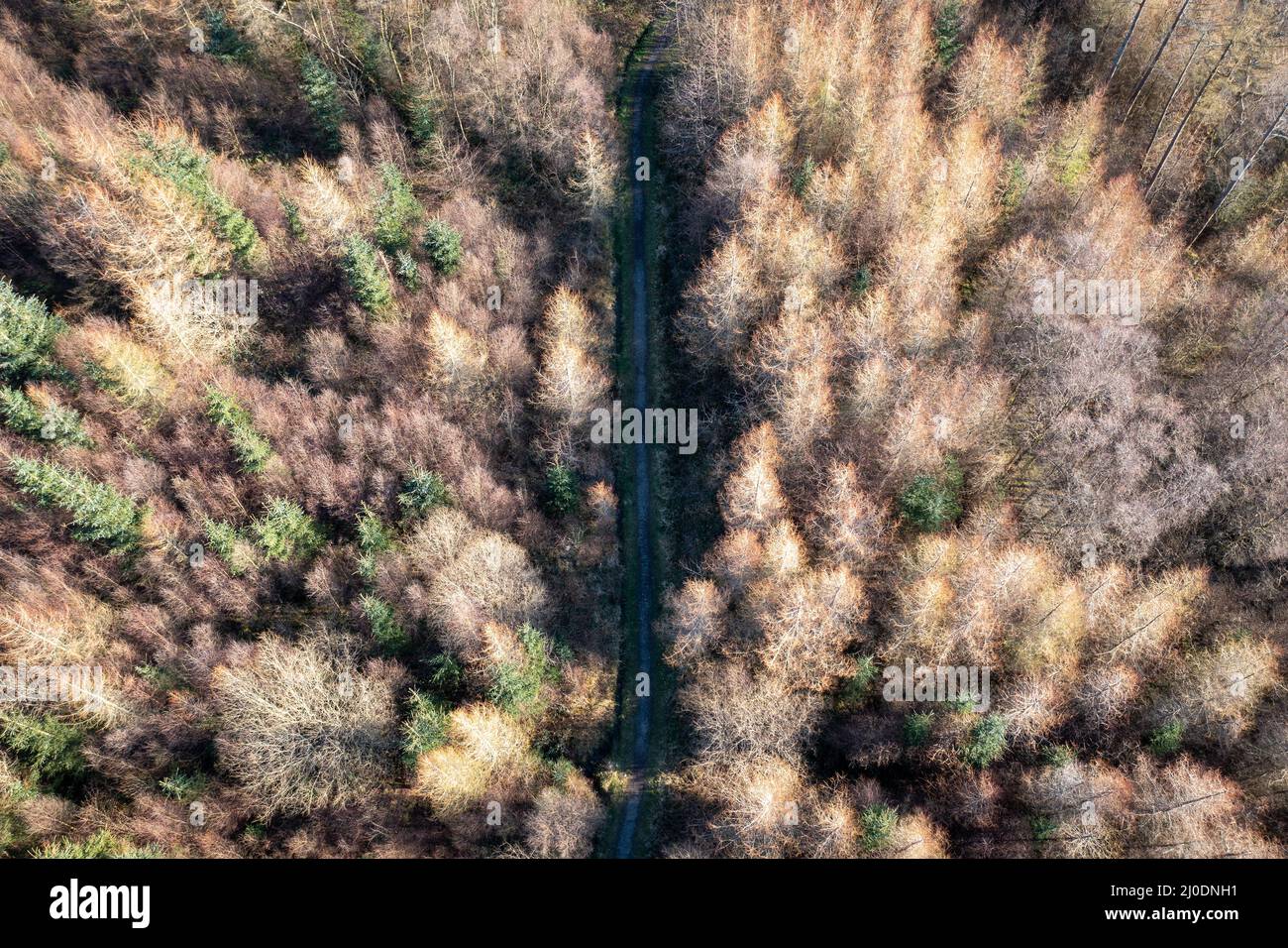 Aerial view of a path or road going through a forest in South Wales ...