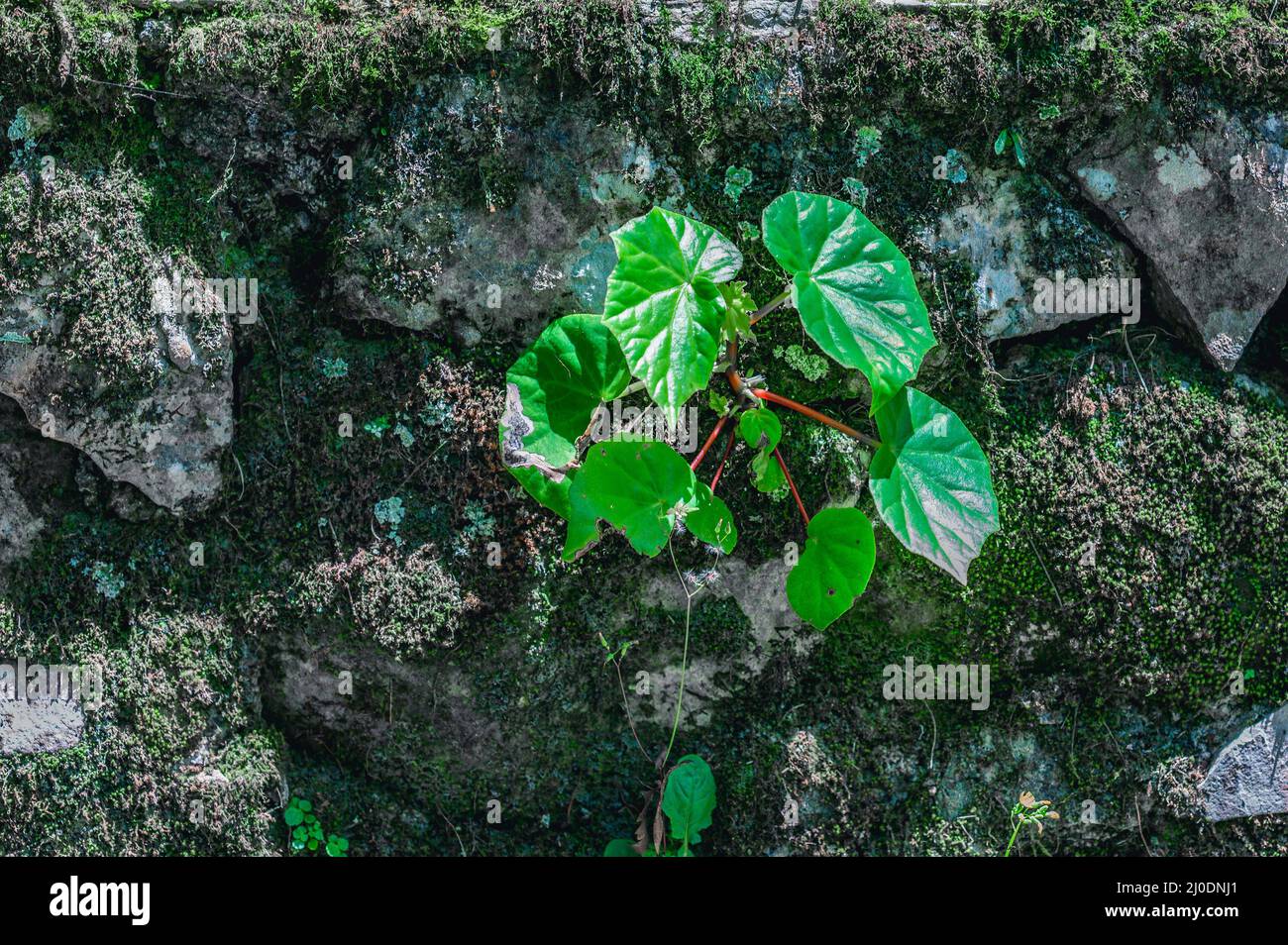 The photo shows green plants growing in the jungle. One plant is green ...