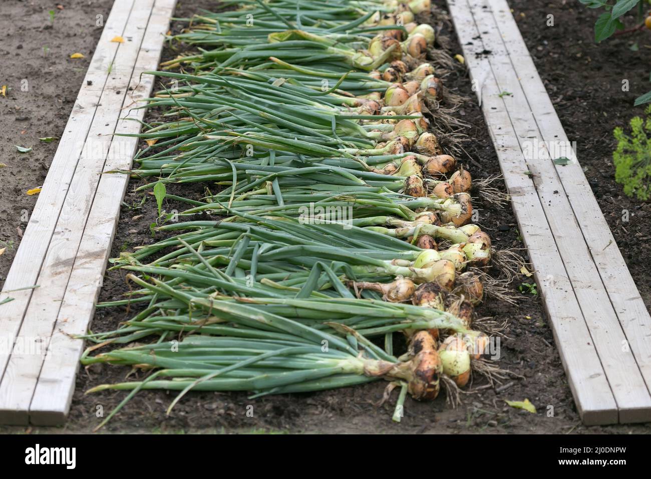 Red onion plant soil hi-res stock photography and images - Alamy