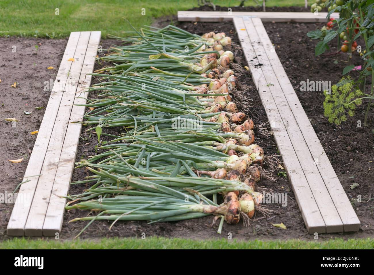Freshly dug onion bulbs on the ground Stock Photo - Alamy