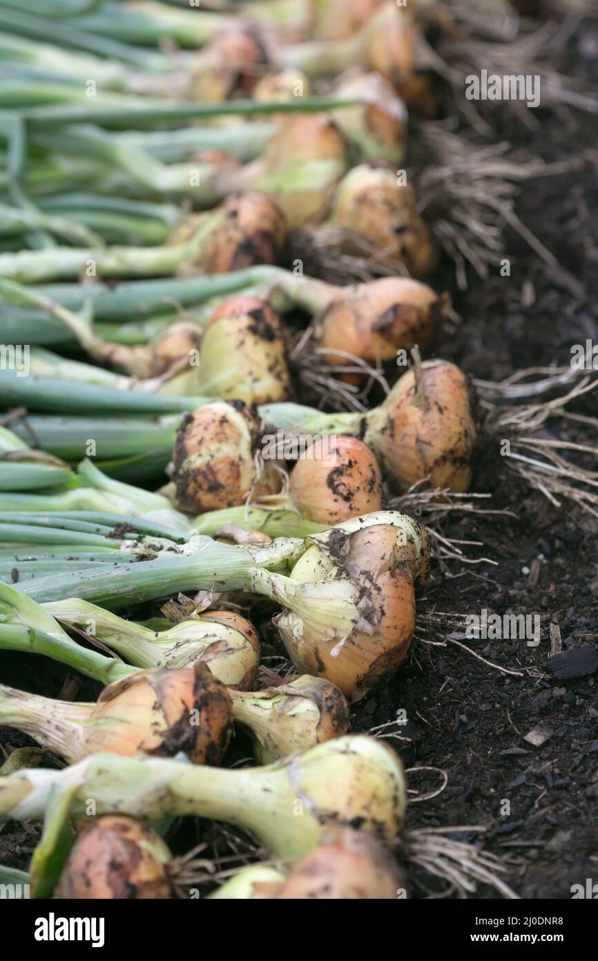 Row of onion bulbs hi-res stock photography and images - Alamy