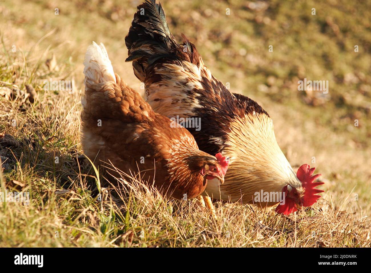 Free range chicken farm house field hi-res stock photography and images ...