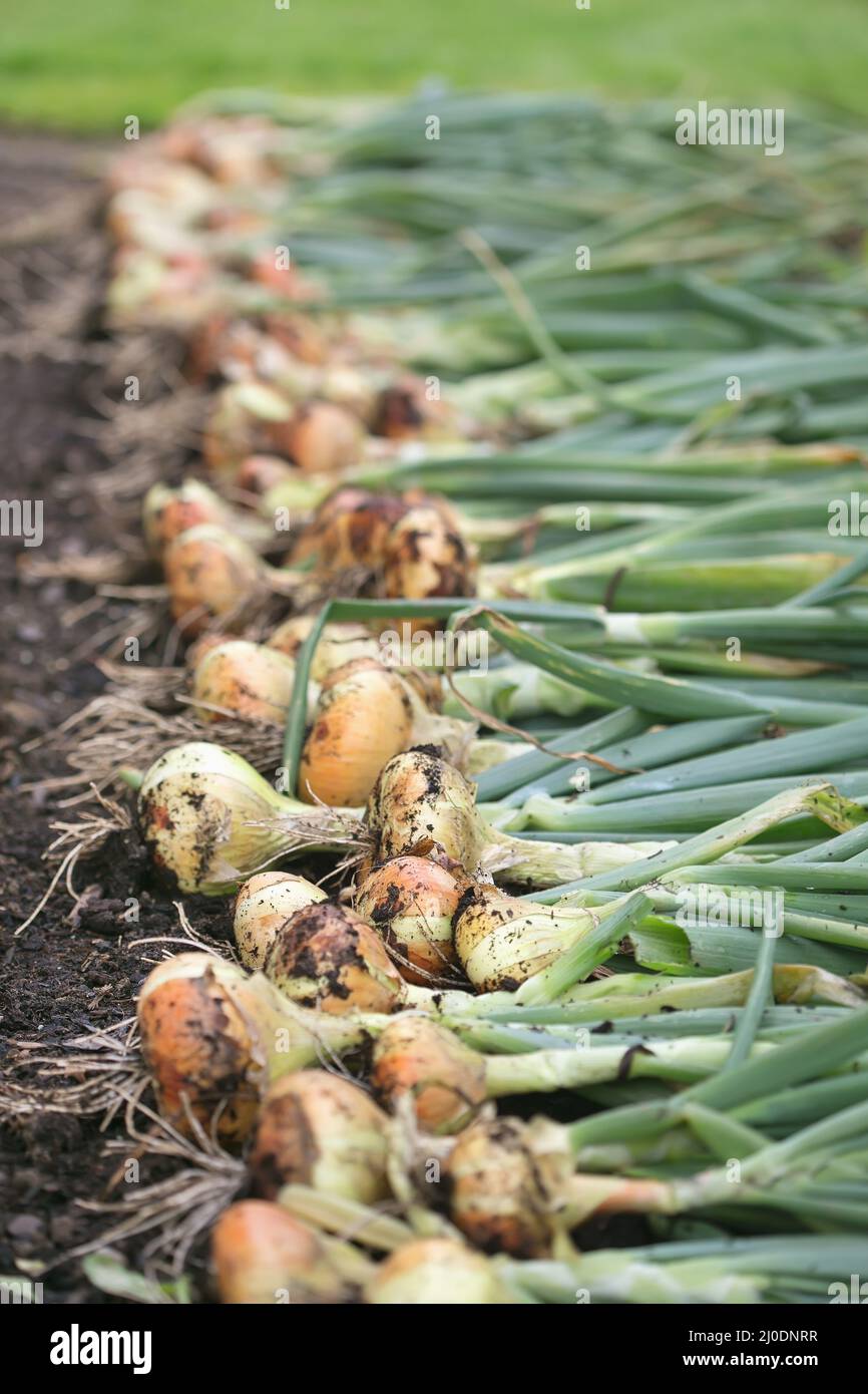 Red onion plant soil hi-res stock photography and images - Alamy