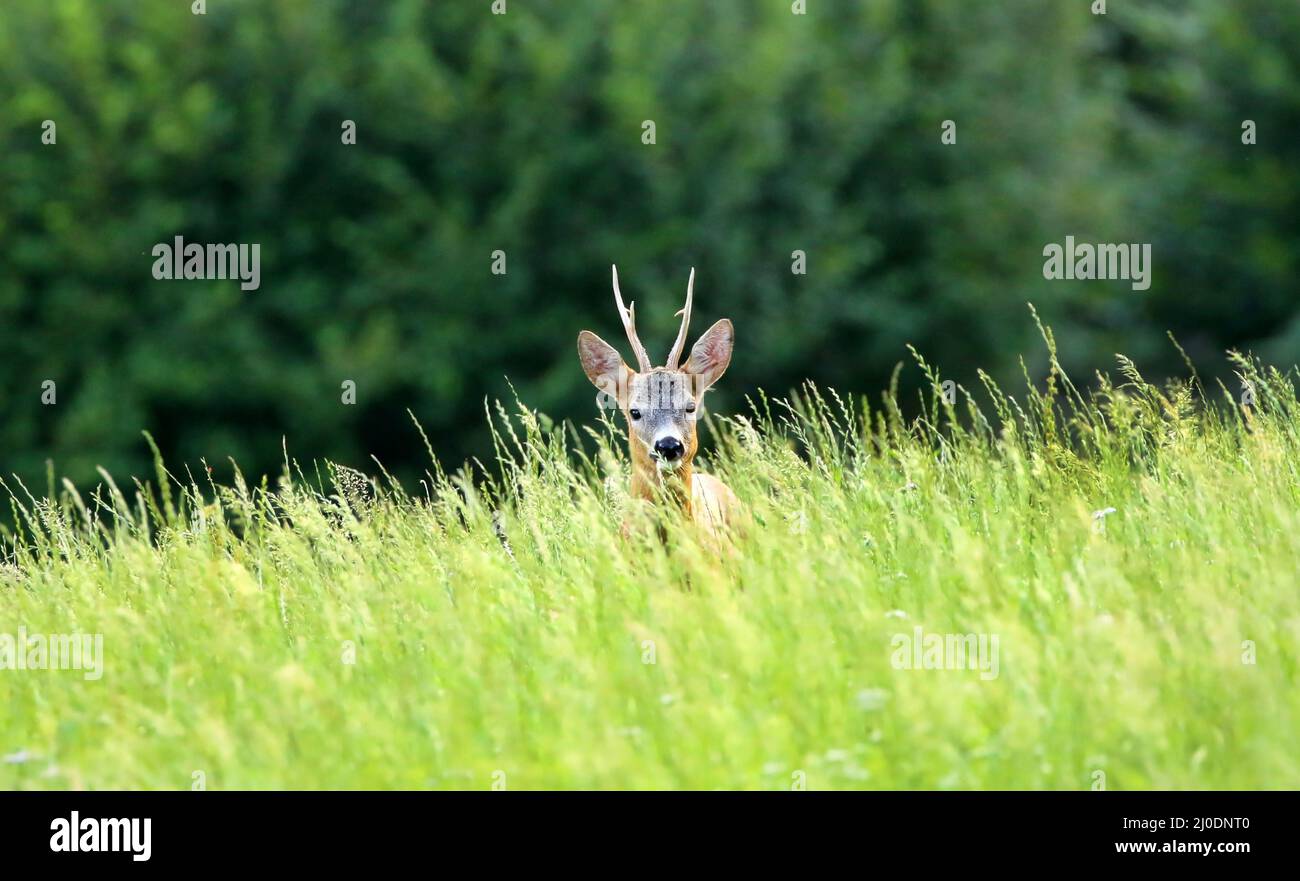 Attentive roebuck hi-res stock photography and images - Alamy