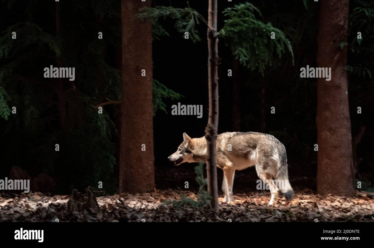 Sadlers Wells, London, UK. 18 March 2022 (See usage requirements). This ...