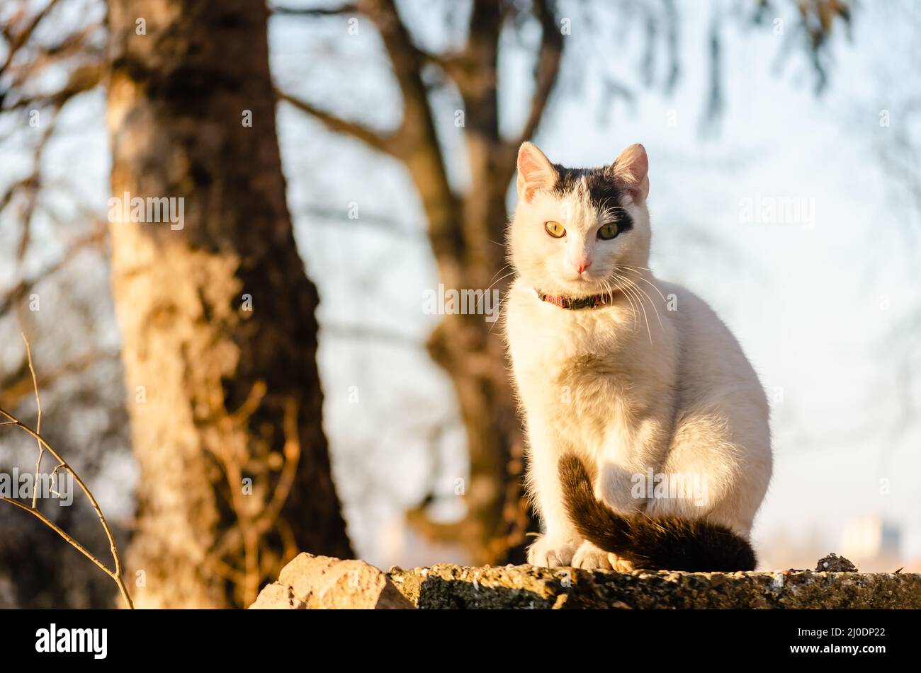 Domestic white cat on the ramparts of a private house Stock Photo - Alamy