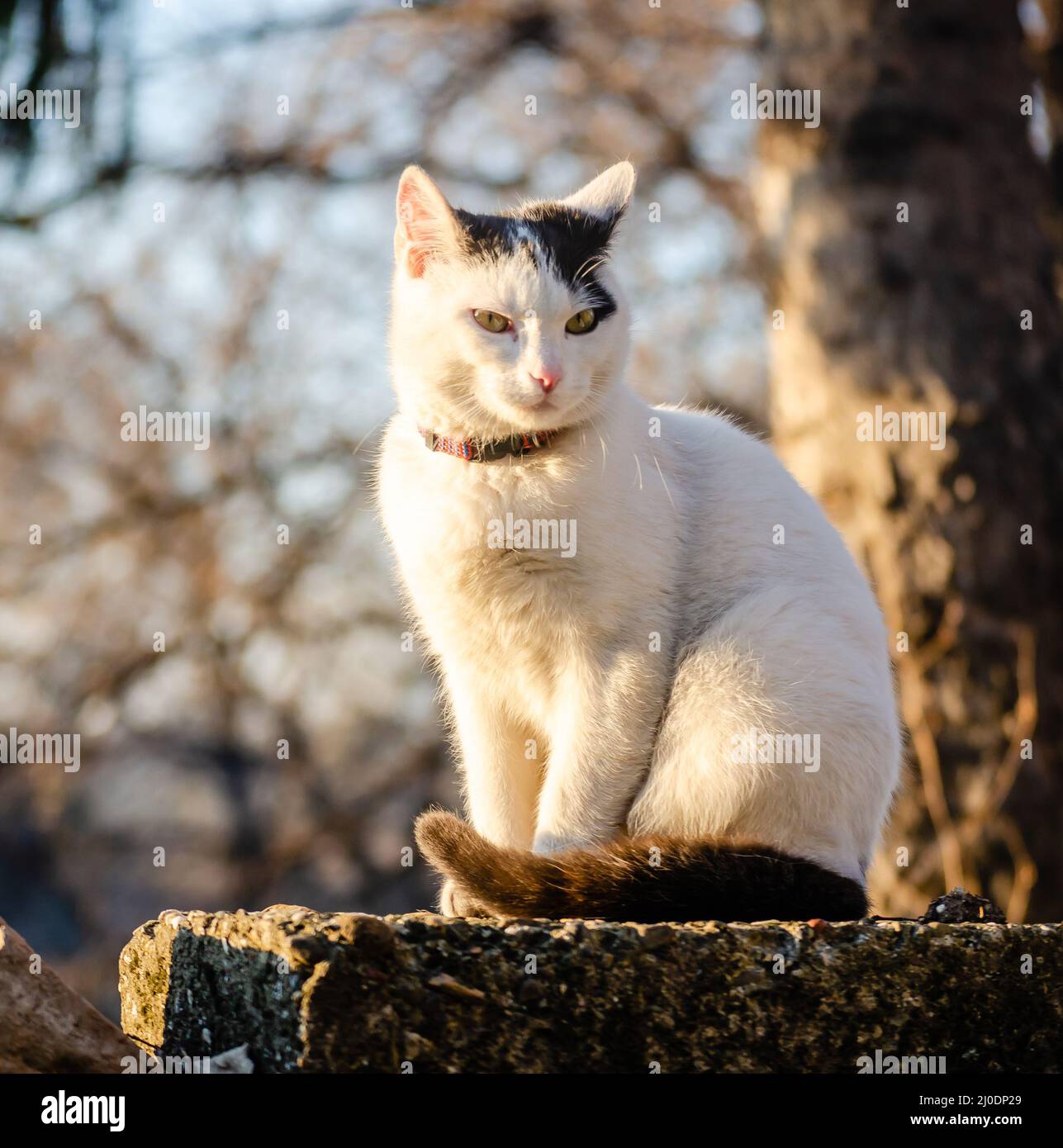 Domestic white cat hi-res stock photography and images - Alamy
