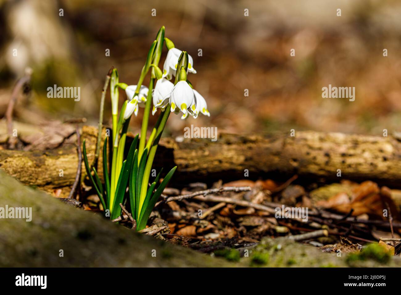 Early spring first white hi-res stock photography and images - Alamy
