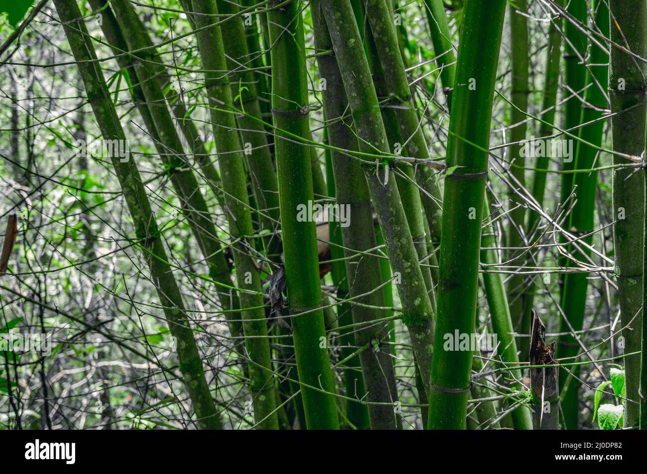 The photo shows bamboo. It can be seen how an exotic plant grows in ...
