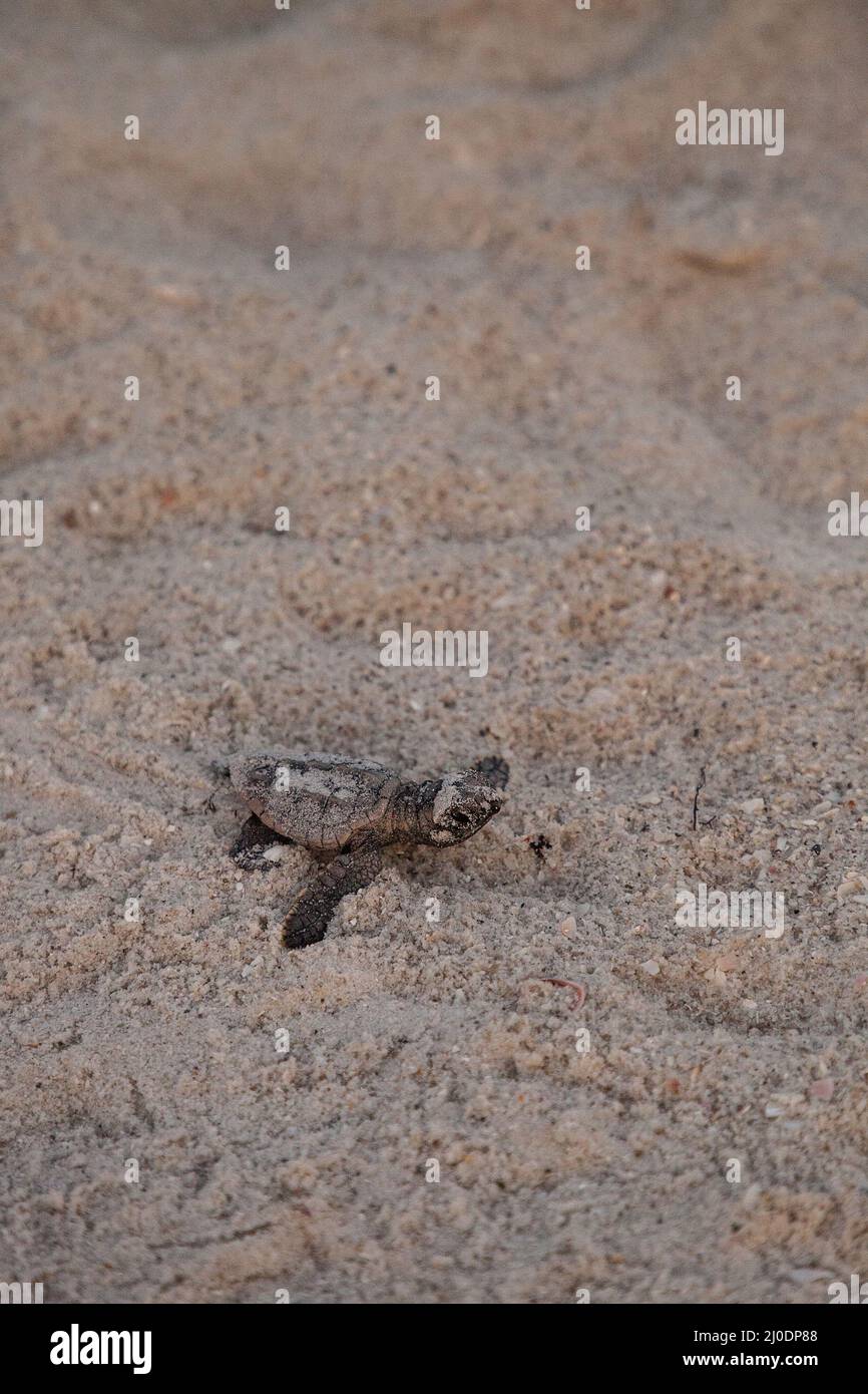 Hatchling baby loggerhead sea turtles Caretta caretta climb out of ...