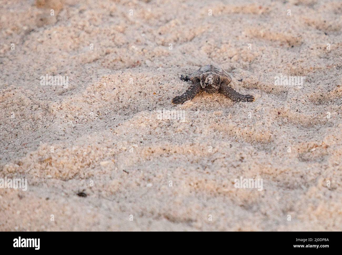 Hatchling baby loggerhead sea turtles Caretta caretta climb out of ...