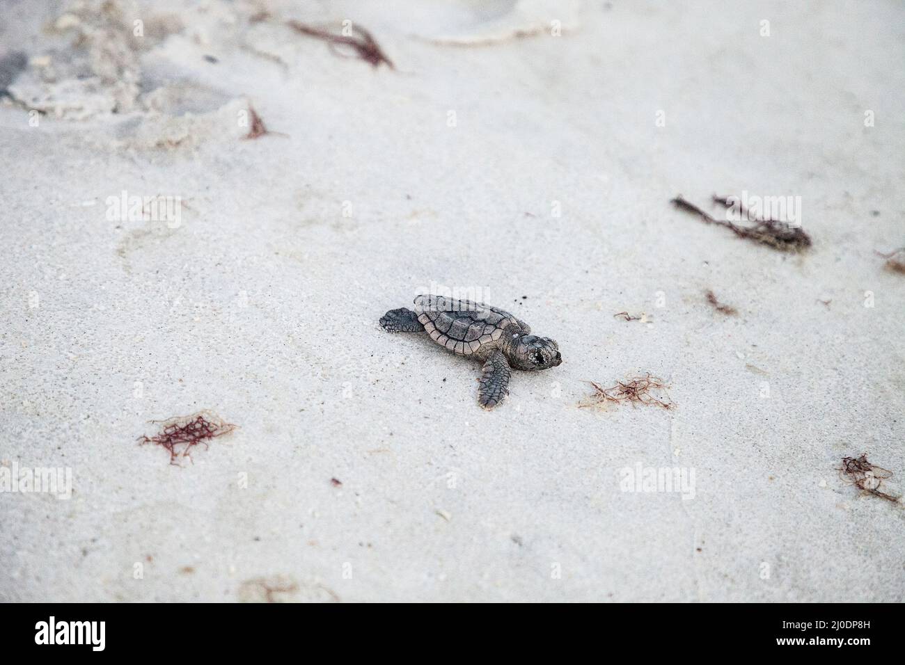 Hatchling baby loggerhead sea turtles Caretta caretta climb out of ...