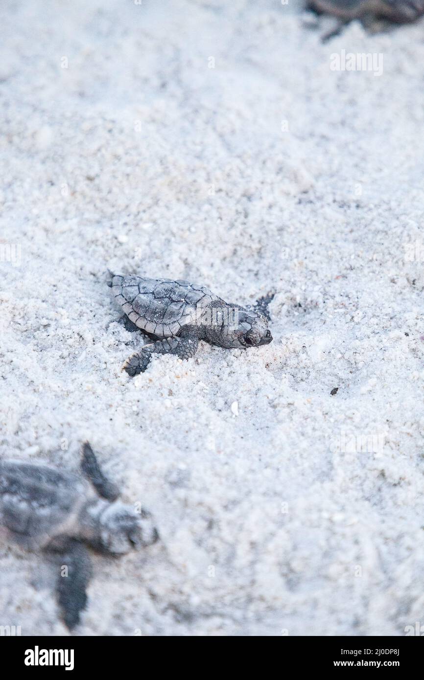 Hatchling baby loggerhead sea turtles Caretta caretta climb out of ...