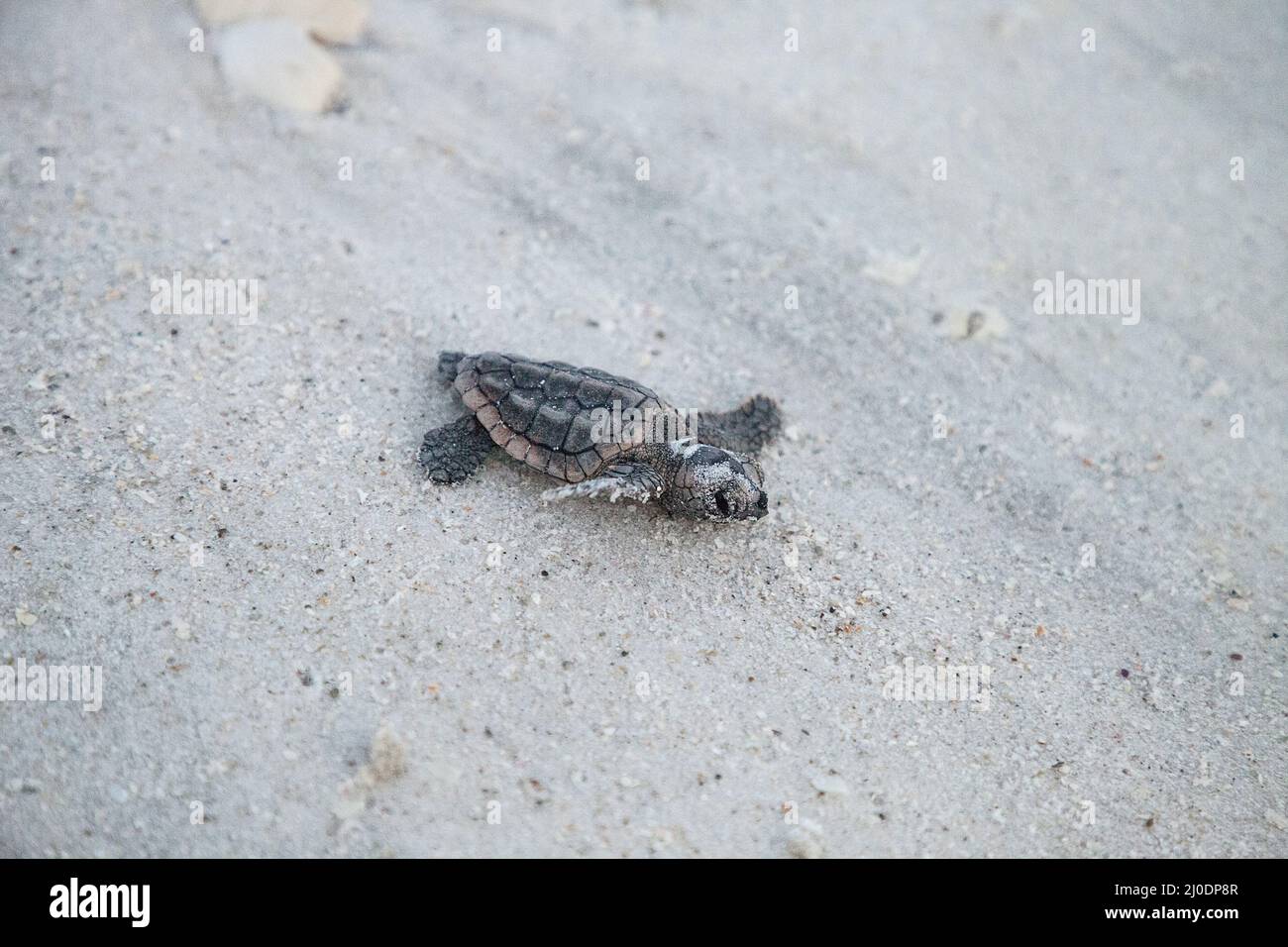 Hatchling baby loggerhead sea turtles Caretta caretta climb out of ...