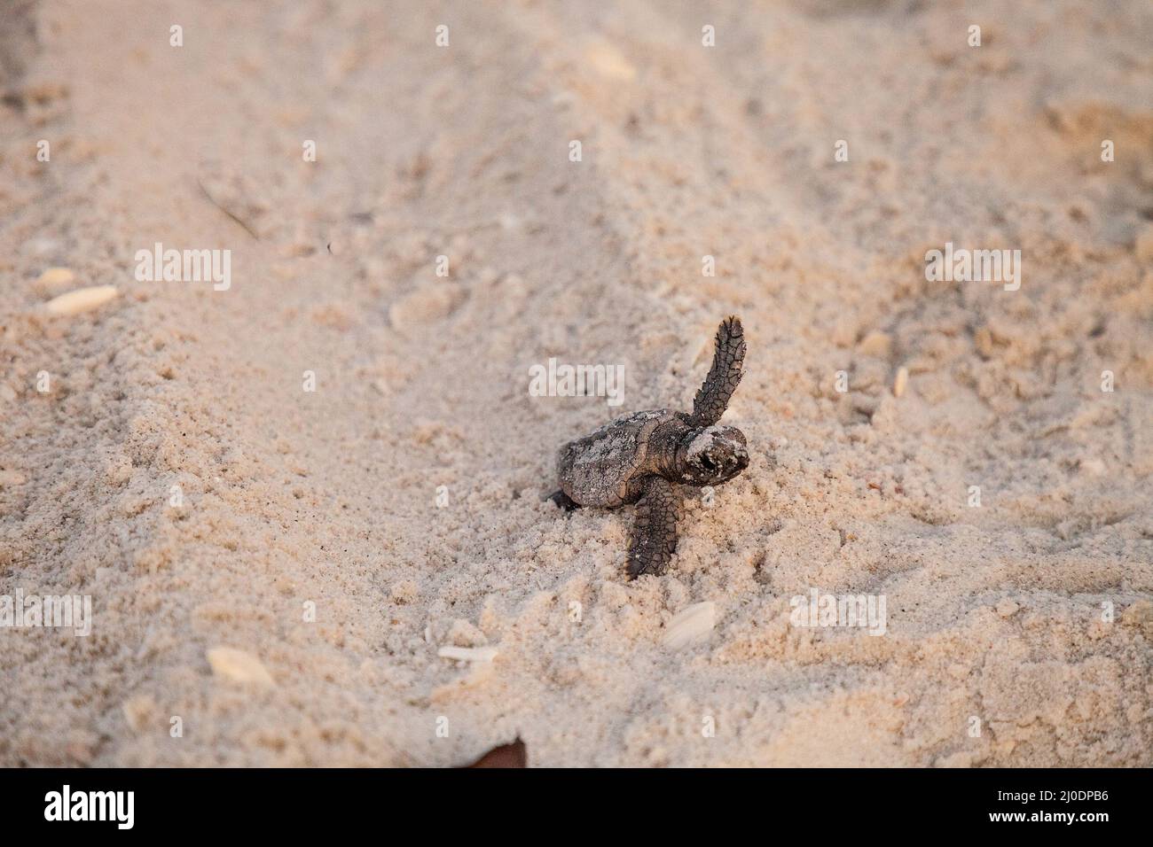 Hatchling baby loggerhead sea turtles Caretta caretta climb out of ...