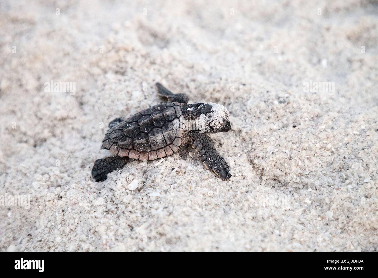 Hatchling baby loggerhead sea turtles Caretta caretta climb out of ...