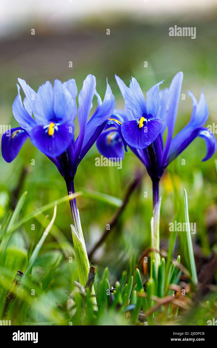 Spring fairy flowers hi-res stock photography and images - Alamy
