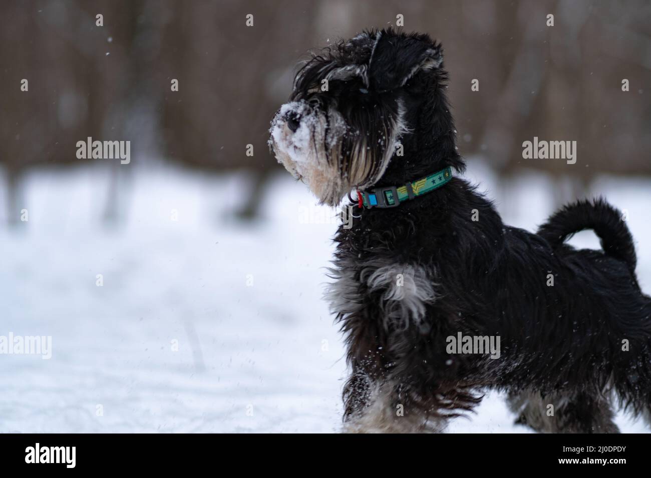 Miniature Schnauzer dog beard background black, for canine domestic ...
