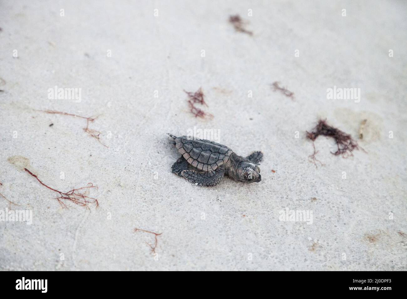 Hatchling baby loggerhead sea turtles Caretta caretta climb out of ...